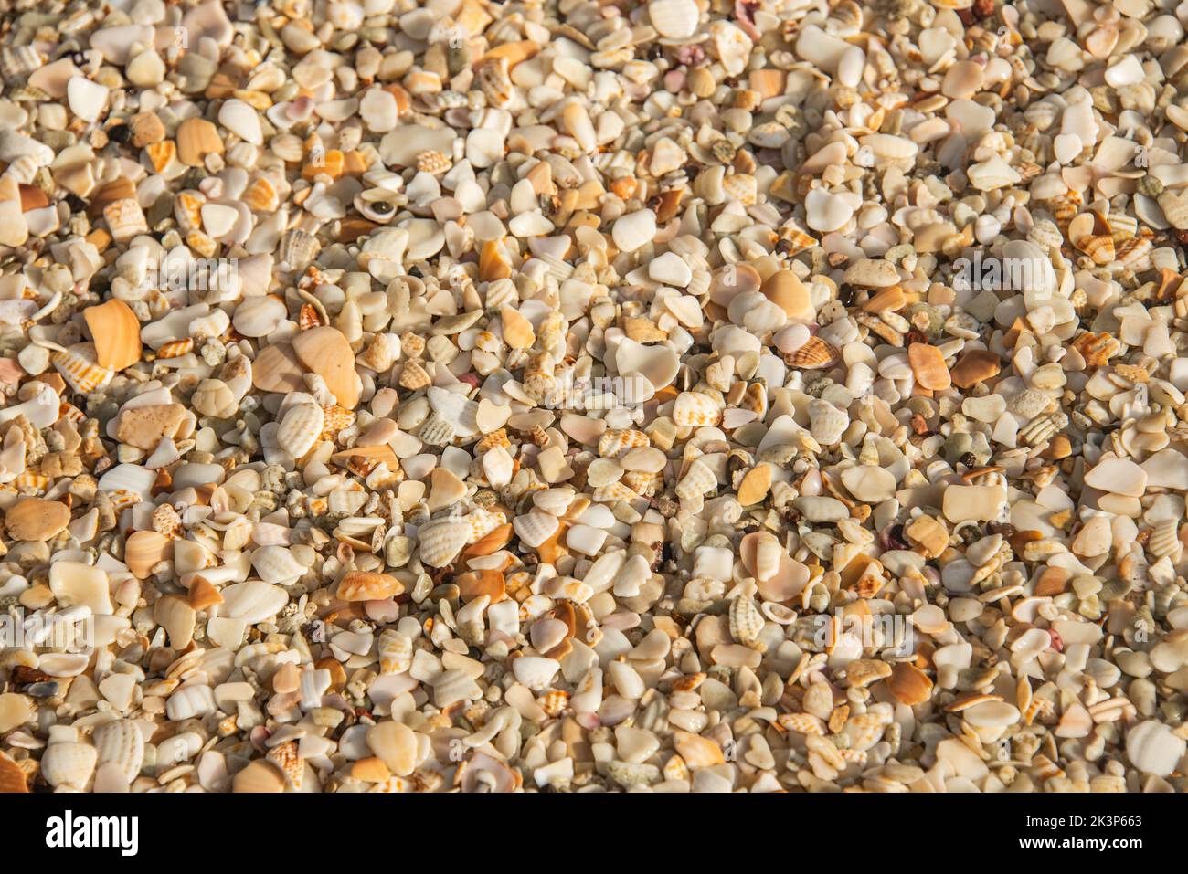 Sea shells at Playa Conchal, a beach made of seashells, Guanacaste ...