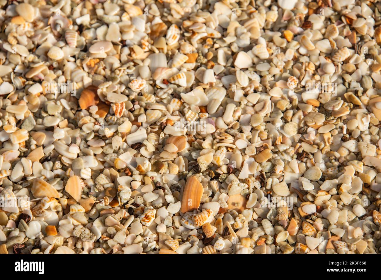 Sea shells at Playa Conchal, a beach made of seashells, Guanacaste ...
