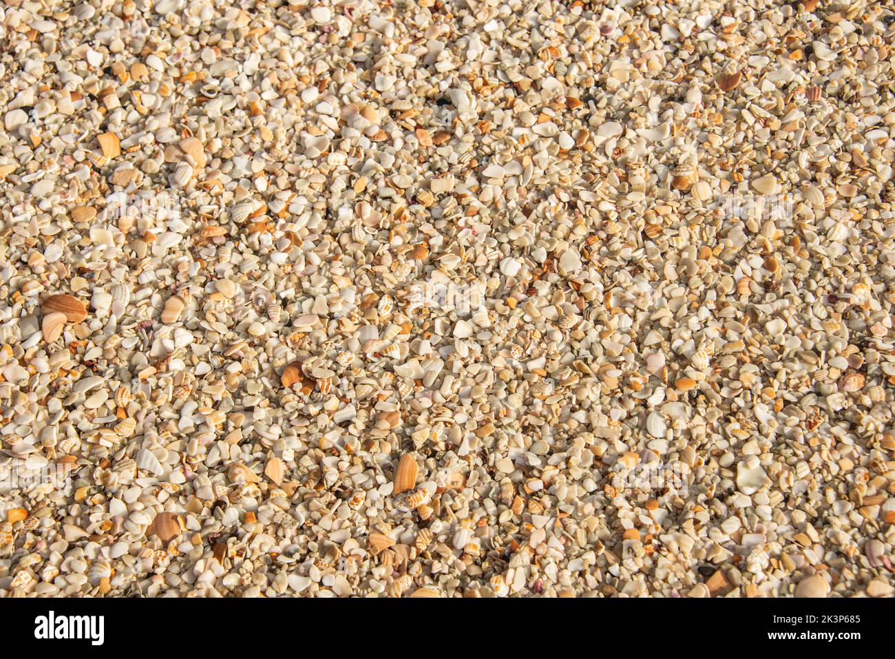 Sea shells at Playa Conchal, a beach made of seashells, Guanacaste ...