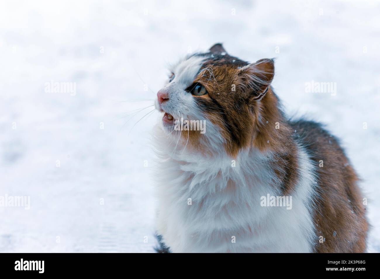 Calico stray cat sitting on hi-res stock photography and images - Alamy