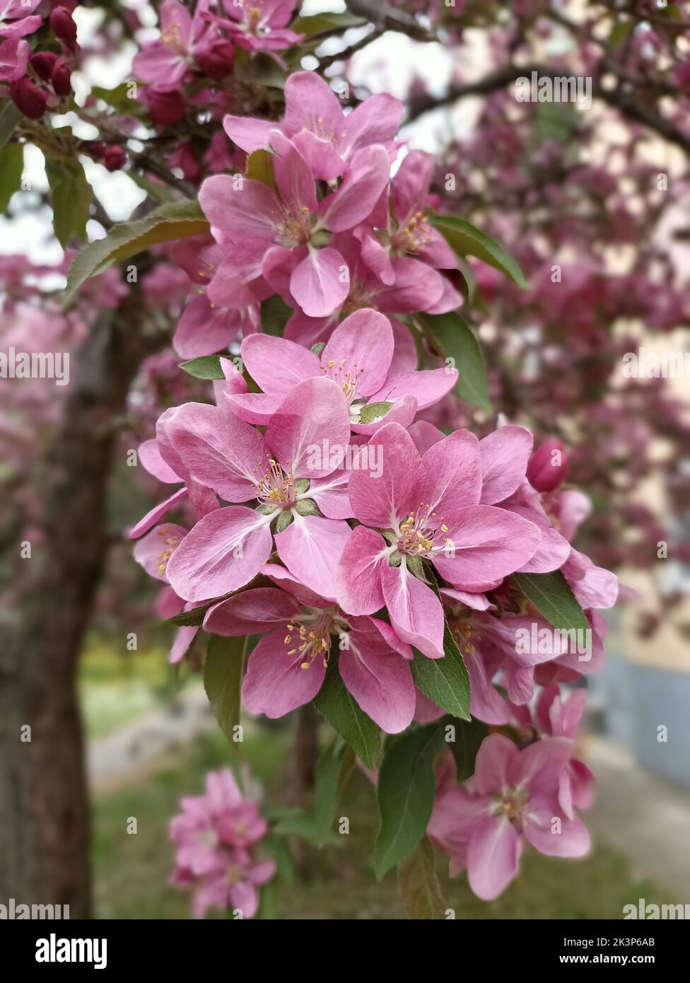 A vertical closeup of pink blossoms of Japanese flowering crabapple ...