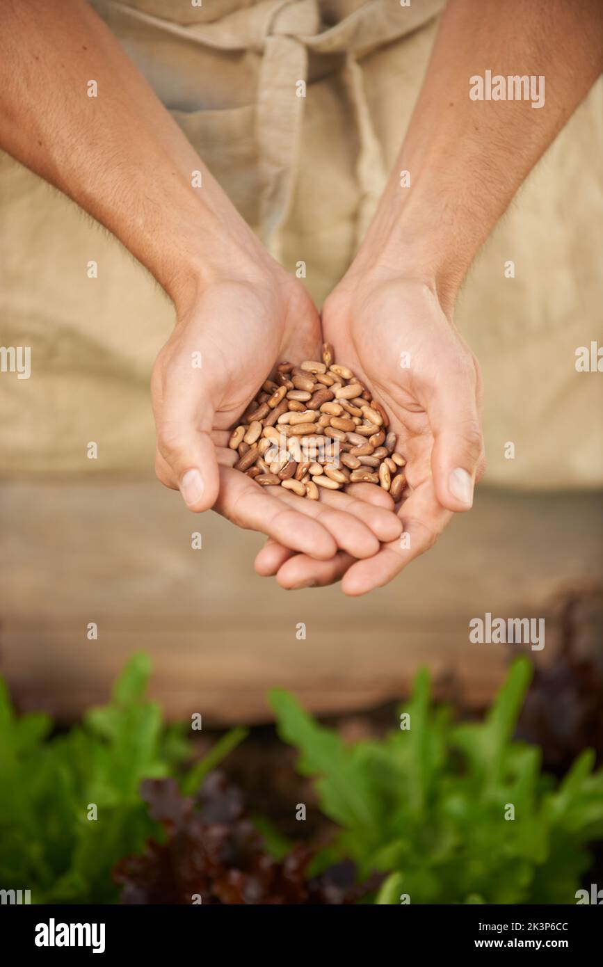 Seeds of the new harvest. a man holding seeds in his cupped hands Stock ...