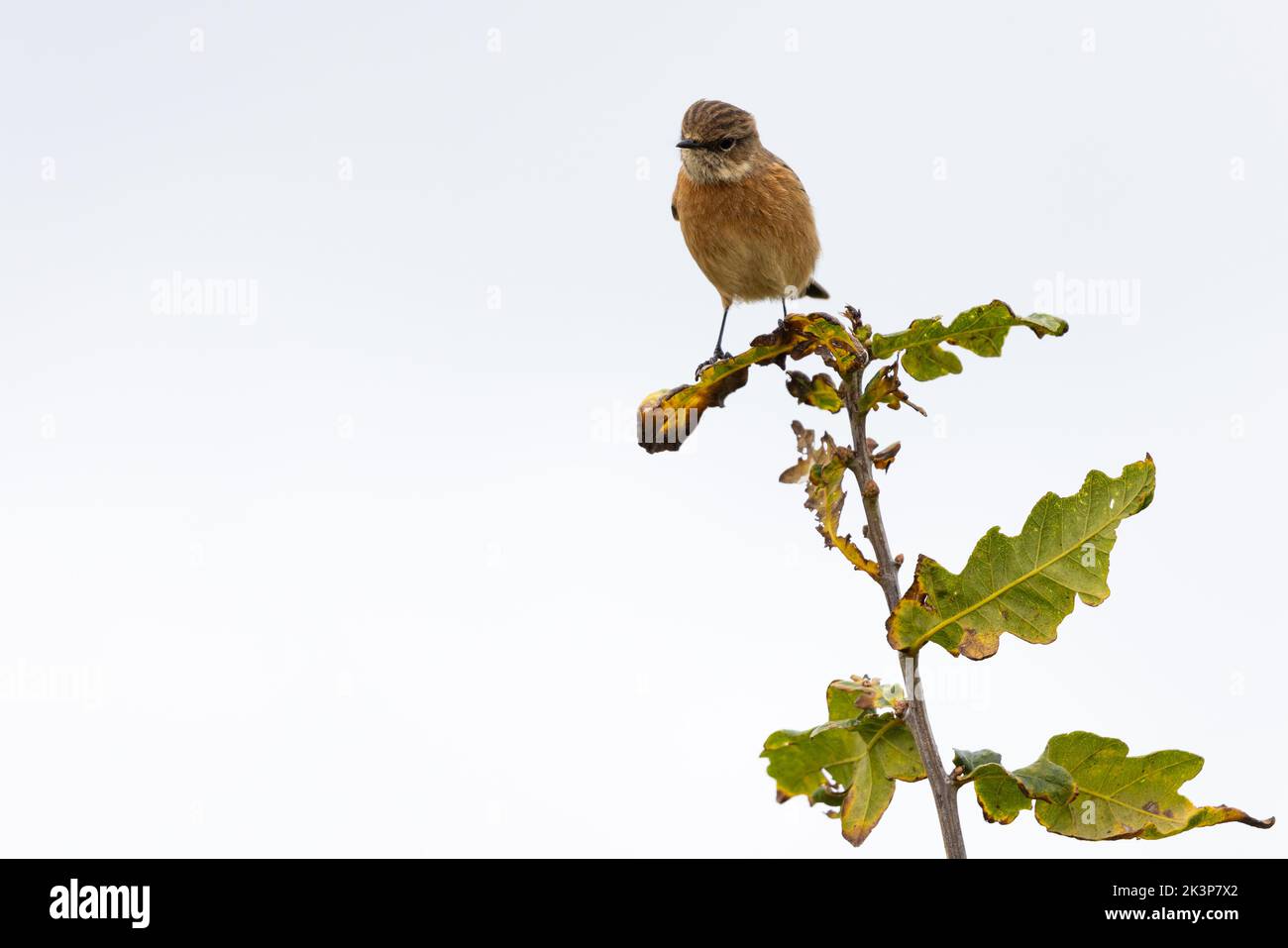 Female Stonechat [ Saxicola rubicola ] on Autumnal oak tree branch ...