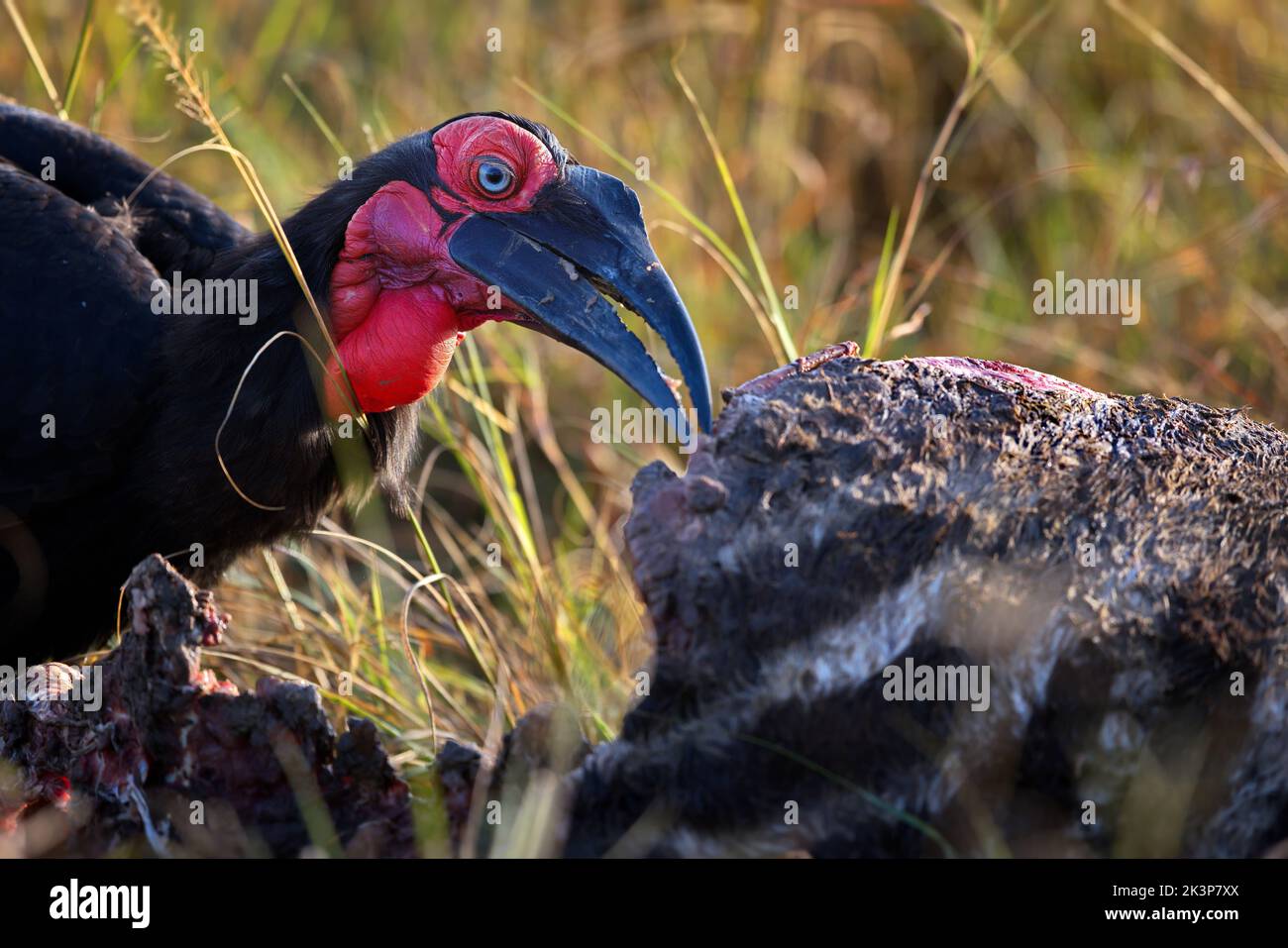 Dead animal flesh hi-res stock photography and images - Alamy