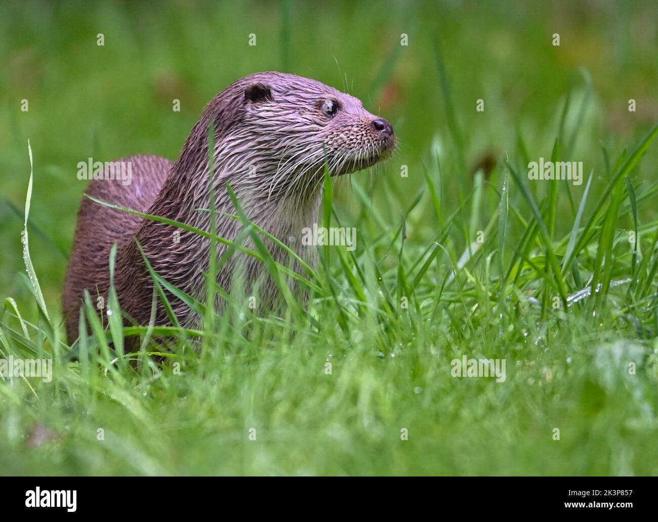 27 September 2022, Brandenburg, Groß Schönebeck: An otter (Lutra lutra ...
