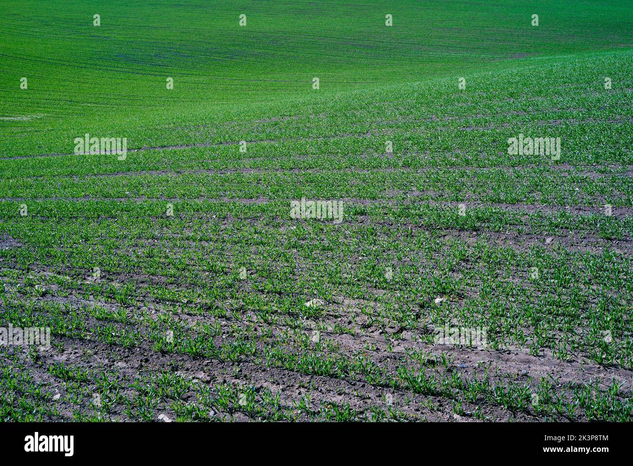 Green fields of Toten, Norway, in spring Stock Photo - Alamy