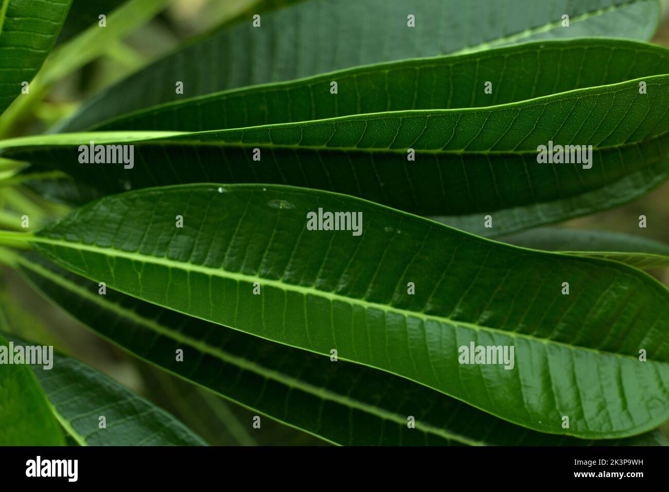 Tropical green leaves fresh blur background Stock Photo - Alamy