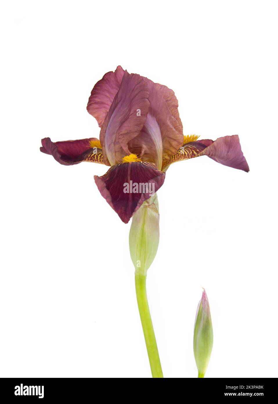 Single yellow iris Cut Out Stock Images & Pictures - Alamy