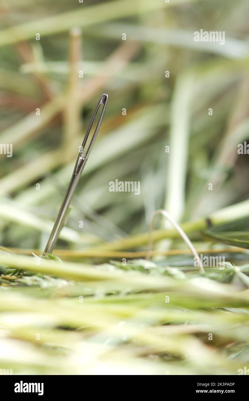Needle in hays - macro shot Stock Photo - Alamy Needle in hays - macro shot Stock Photo - Alamy