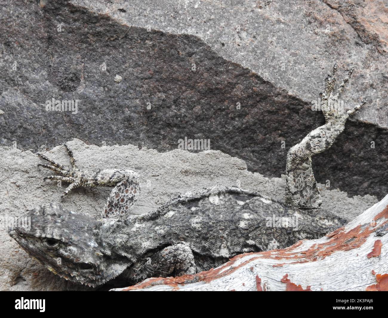 Camouflage in rocks hi-res stock photography and images - Alamy