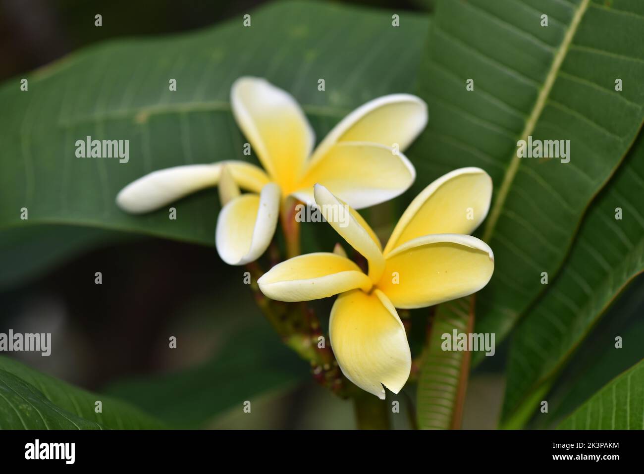 Alba flowers hi-res stock photography and images - Alamy