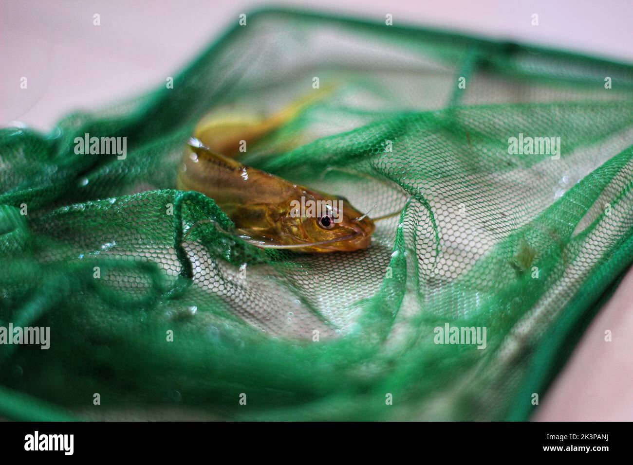 Hemibagrus fish hi-res stock photography and images - Alamy