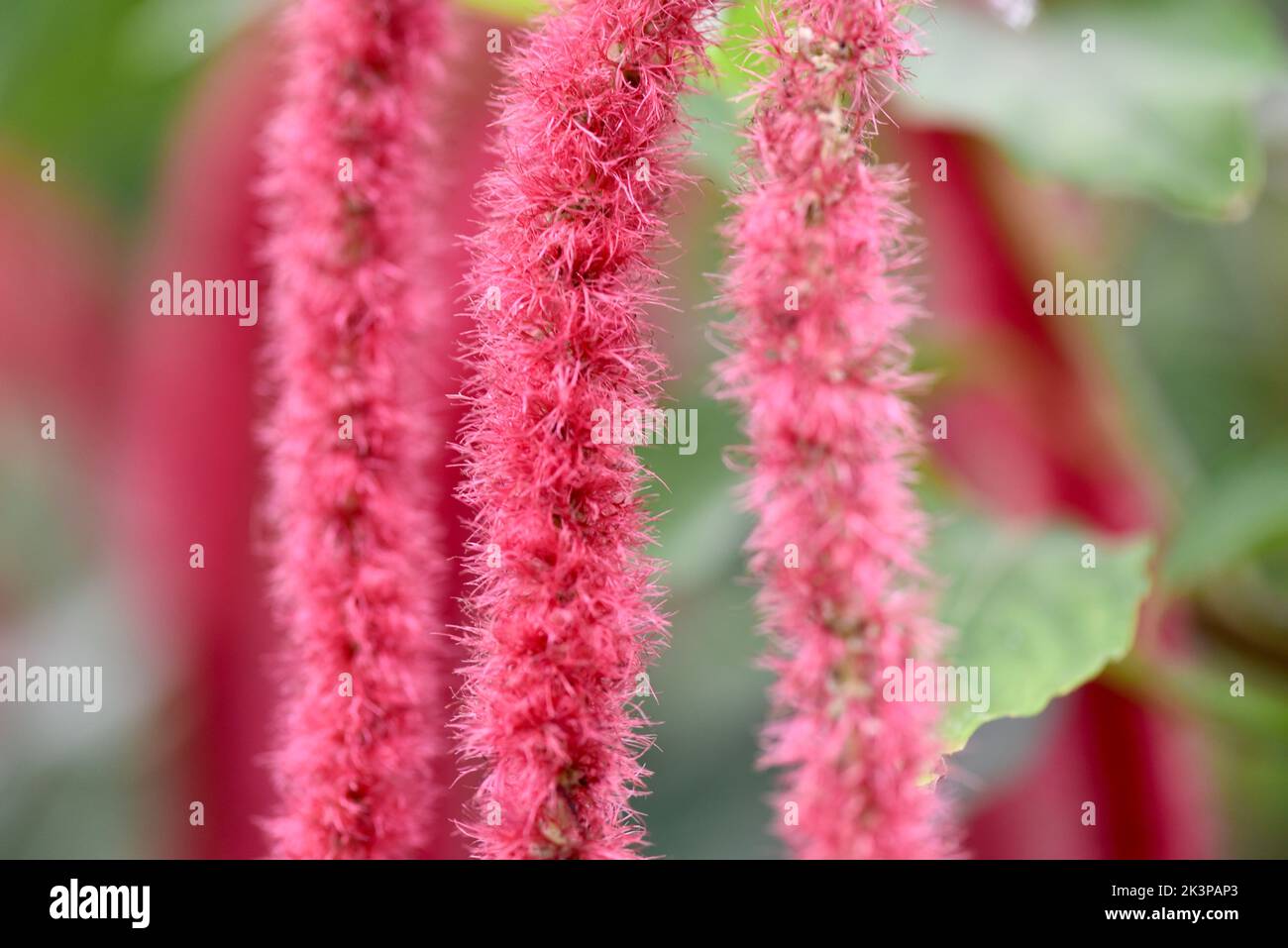 A close-up shot of Acalypha flowers with a blurry background Stock ...