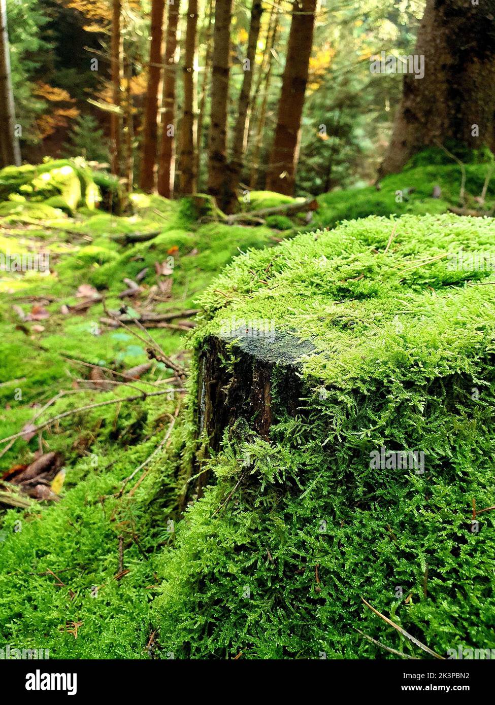 A vertical shot of a mossy tree stump in the woods Stock Photo - Alamy