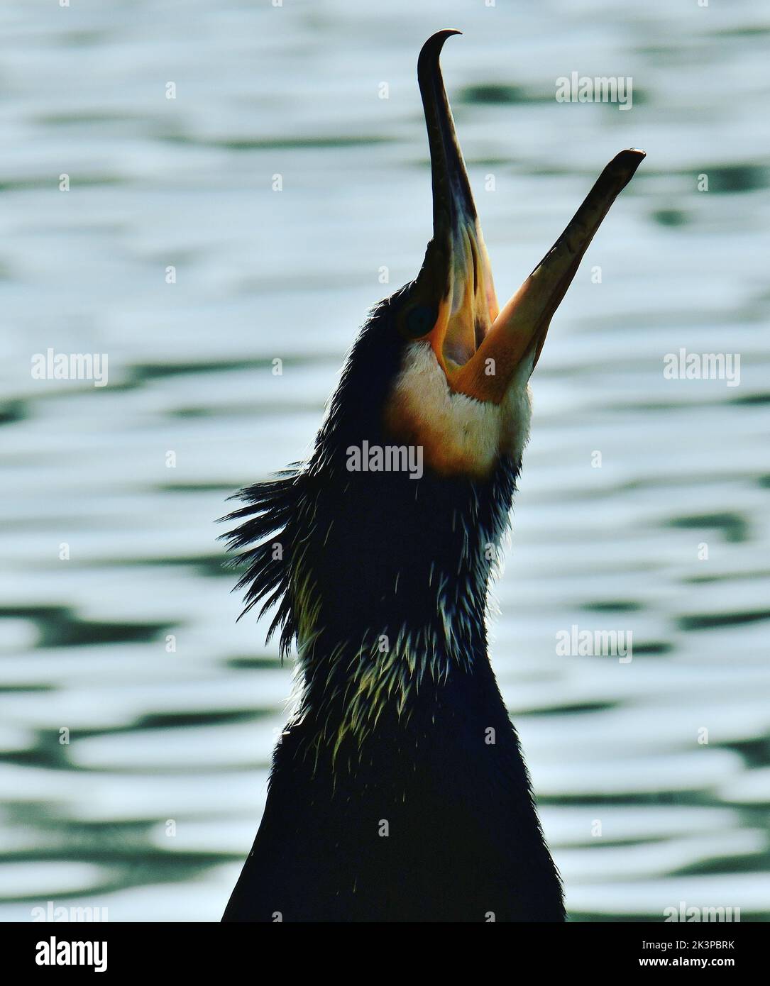 A vertical close-up shot of an Old World cormorant with an open beak by ...