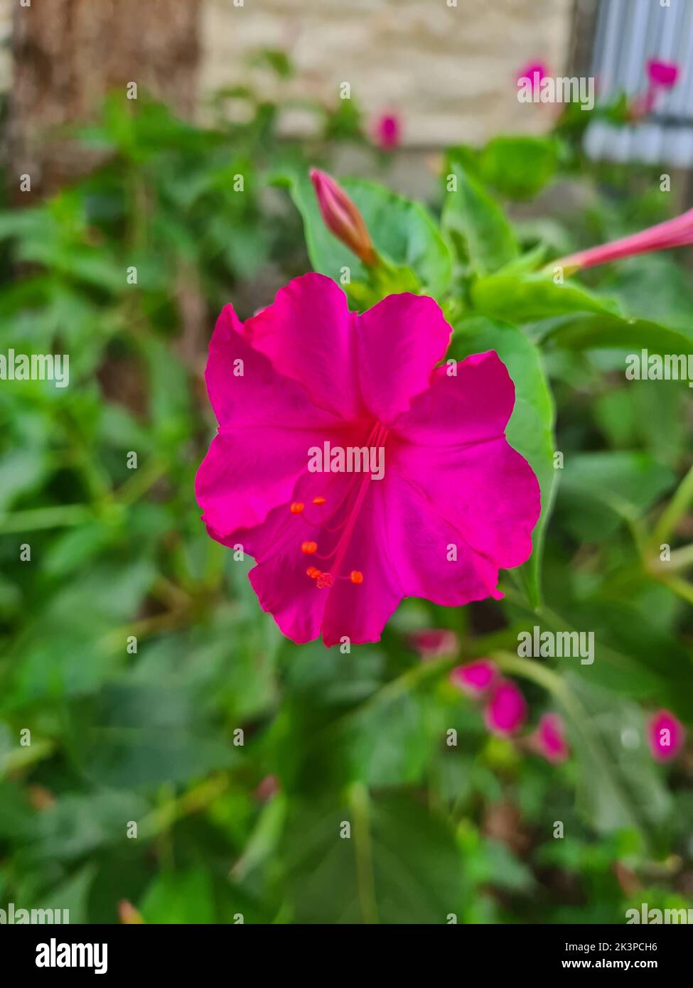 A mirabilis hi-res stock photography and images - Alamy