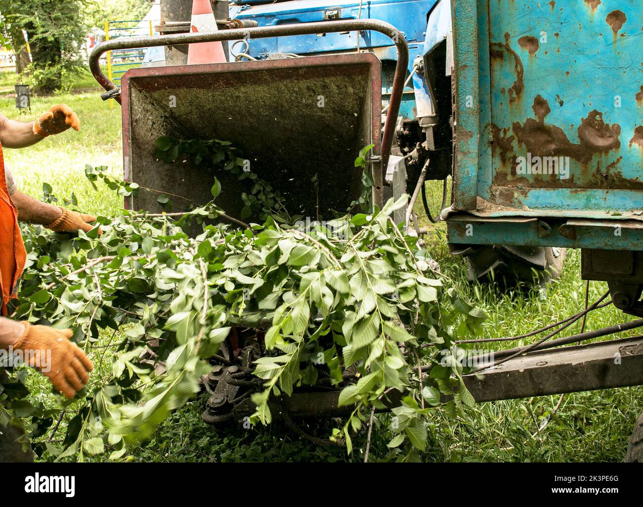 The work of a mobile shredder of dry branches and trees in a city park ...