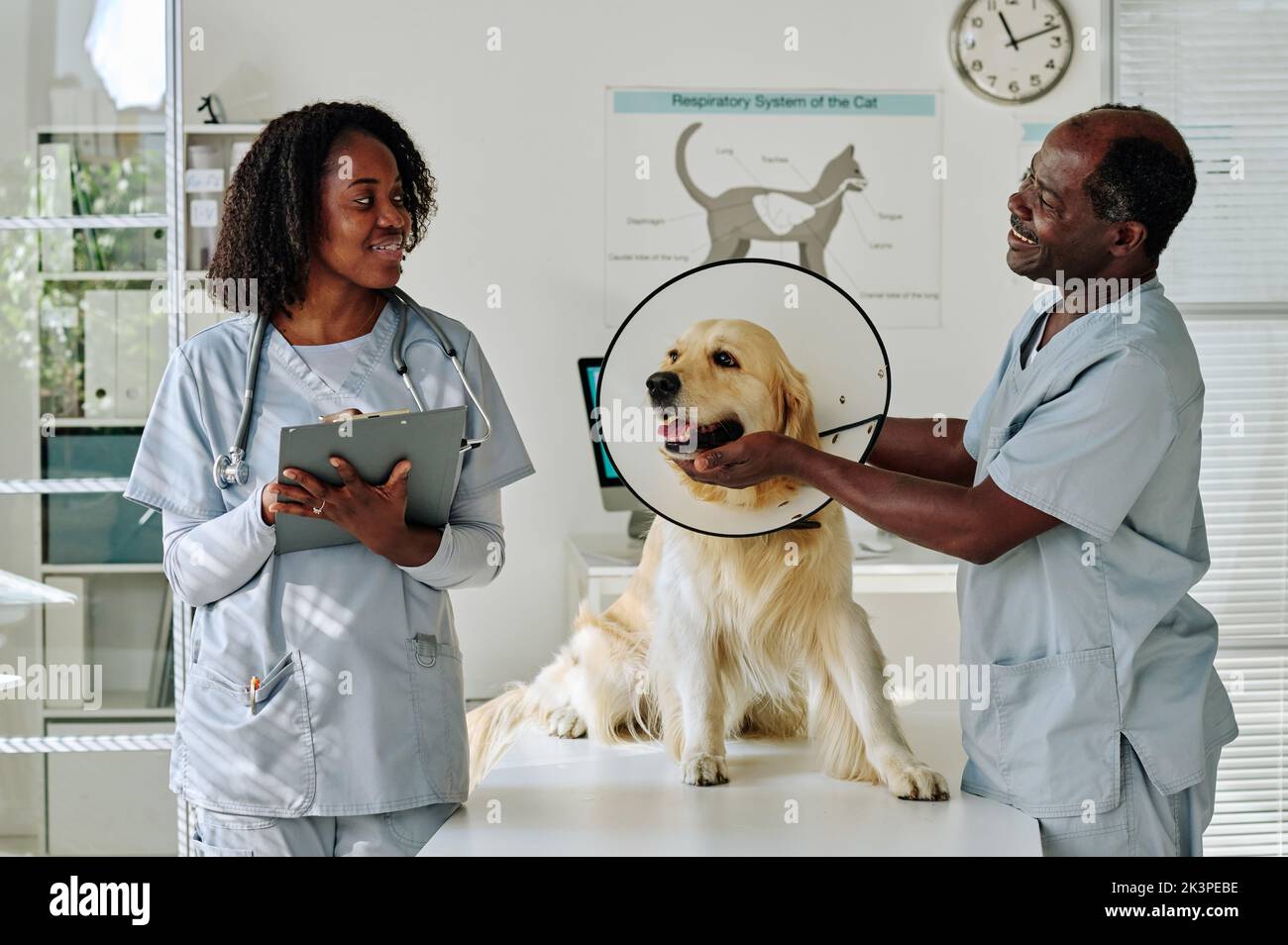 Medical colleagues in uniforms working together with domestic dog ...
