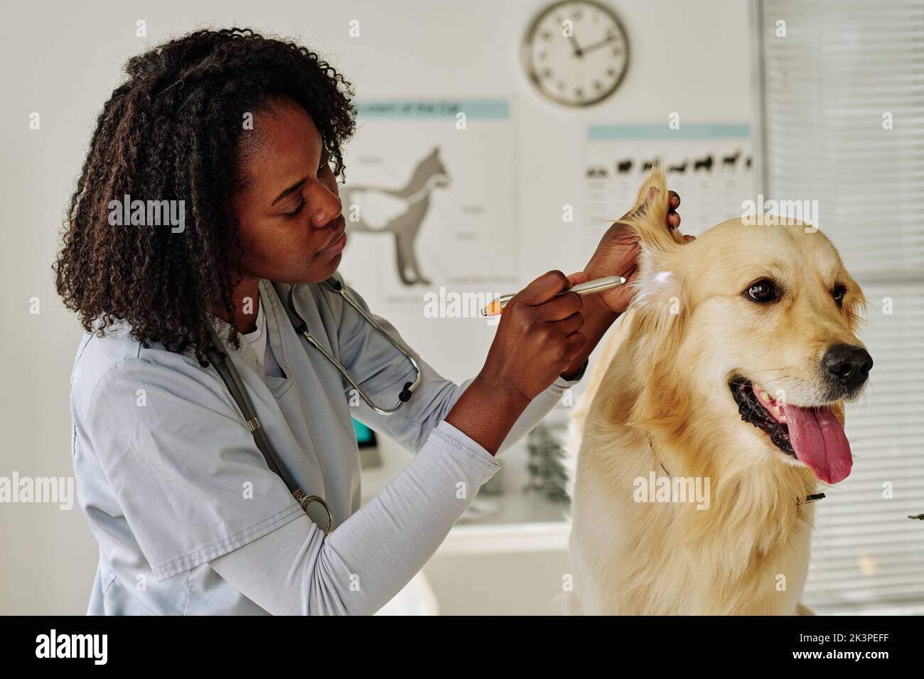 African young vet doctor examining ears of domestic dog during medical ...