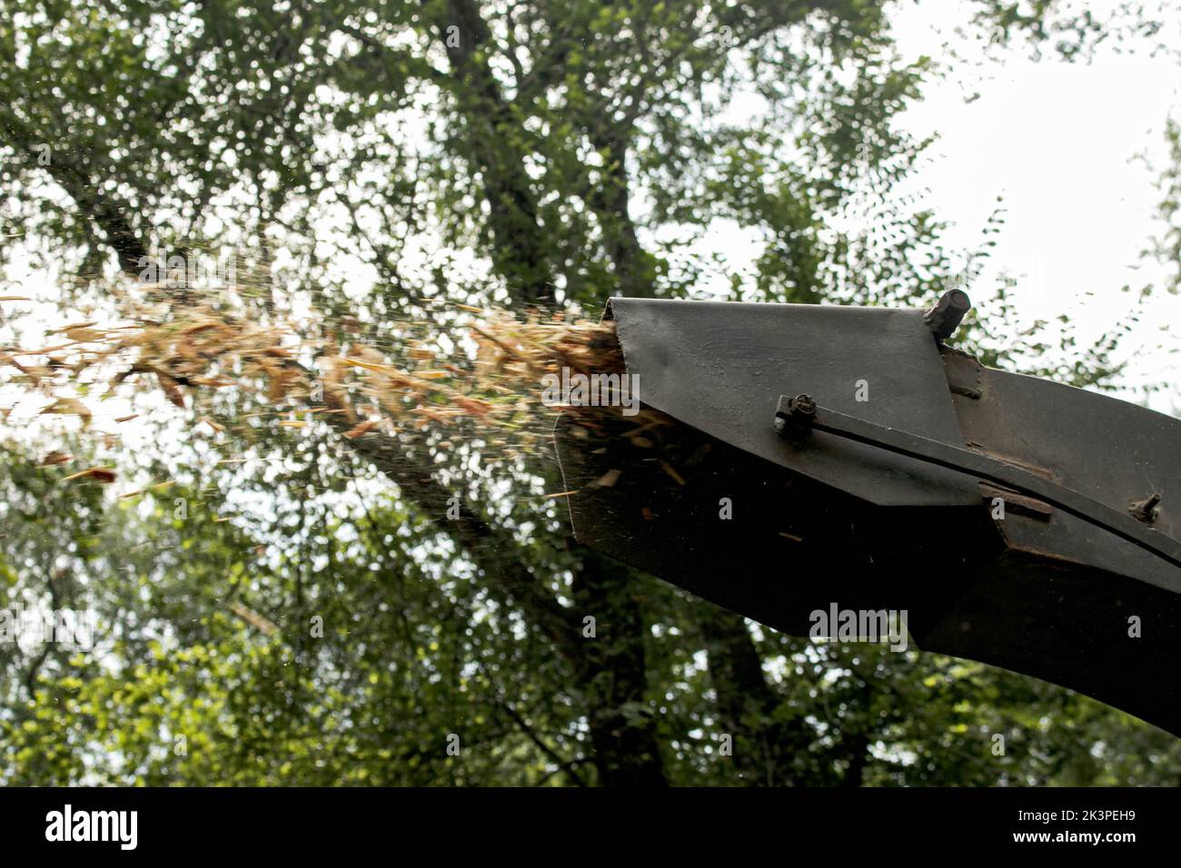 The work of a mobile shredder of dry branches and trees in a city park ...