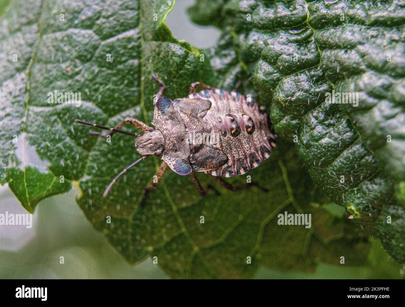 A closeup shot of a brown forest bug eating a green leaf Stock Photo ...