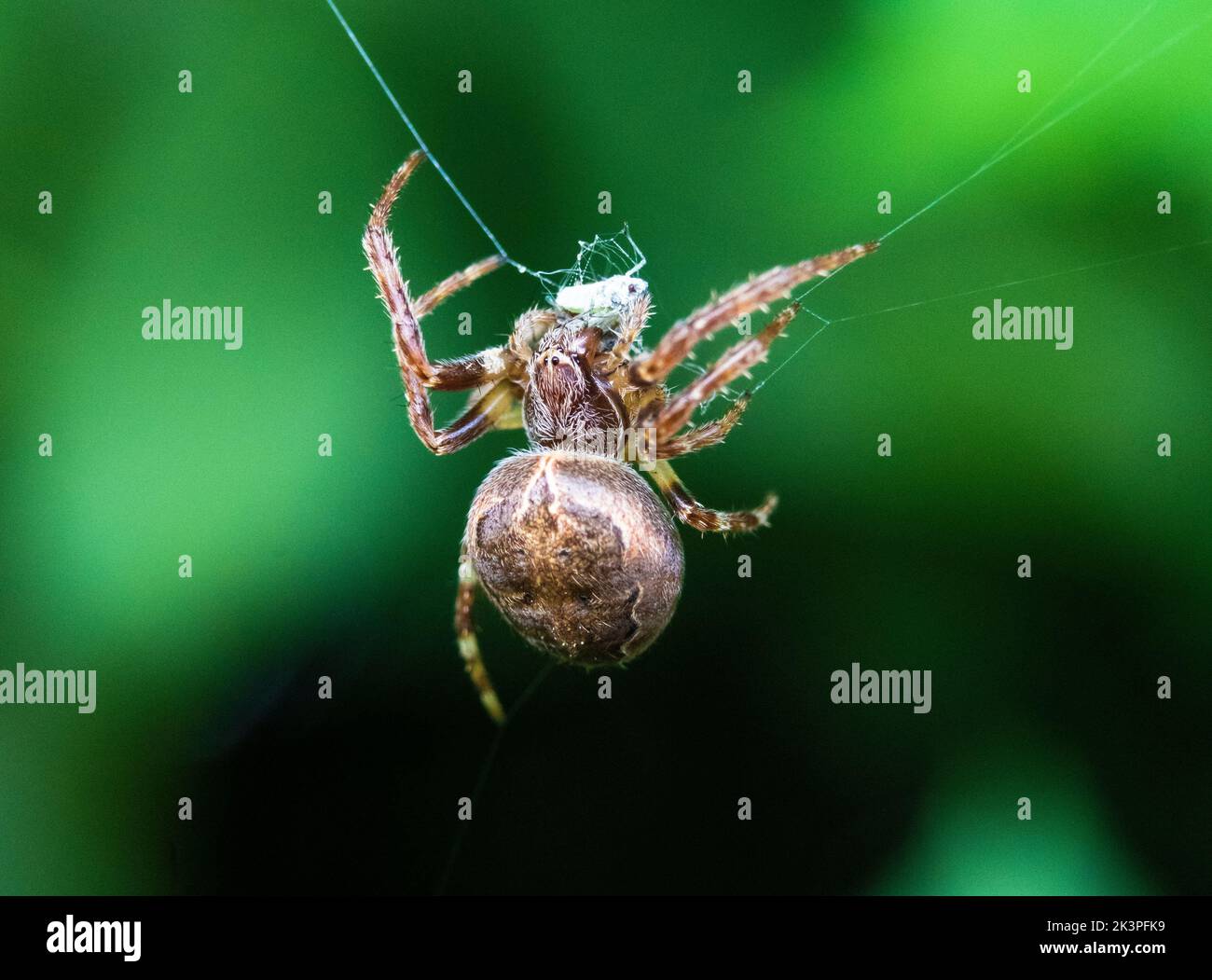 Spider hanging hi-res stock photography and images - Alamy