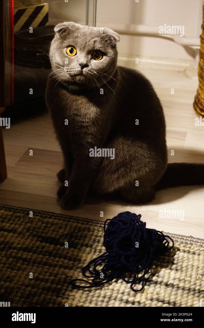 The vertical view of a cute Scottish fold purebred cat sitting on the ...