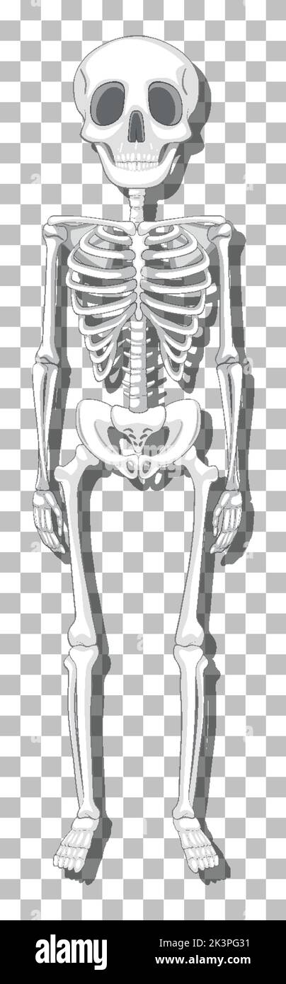 Human skeleton on grid background illustration Stock Vector Image & Art ...
