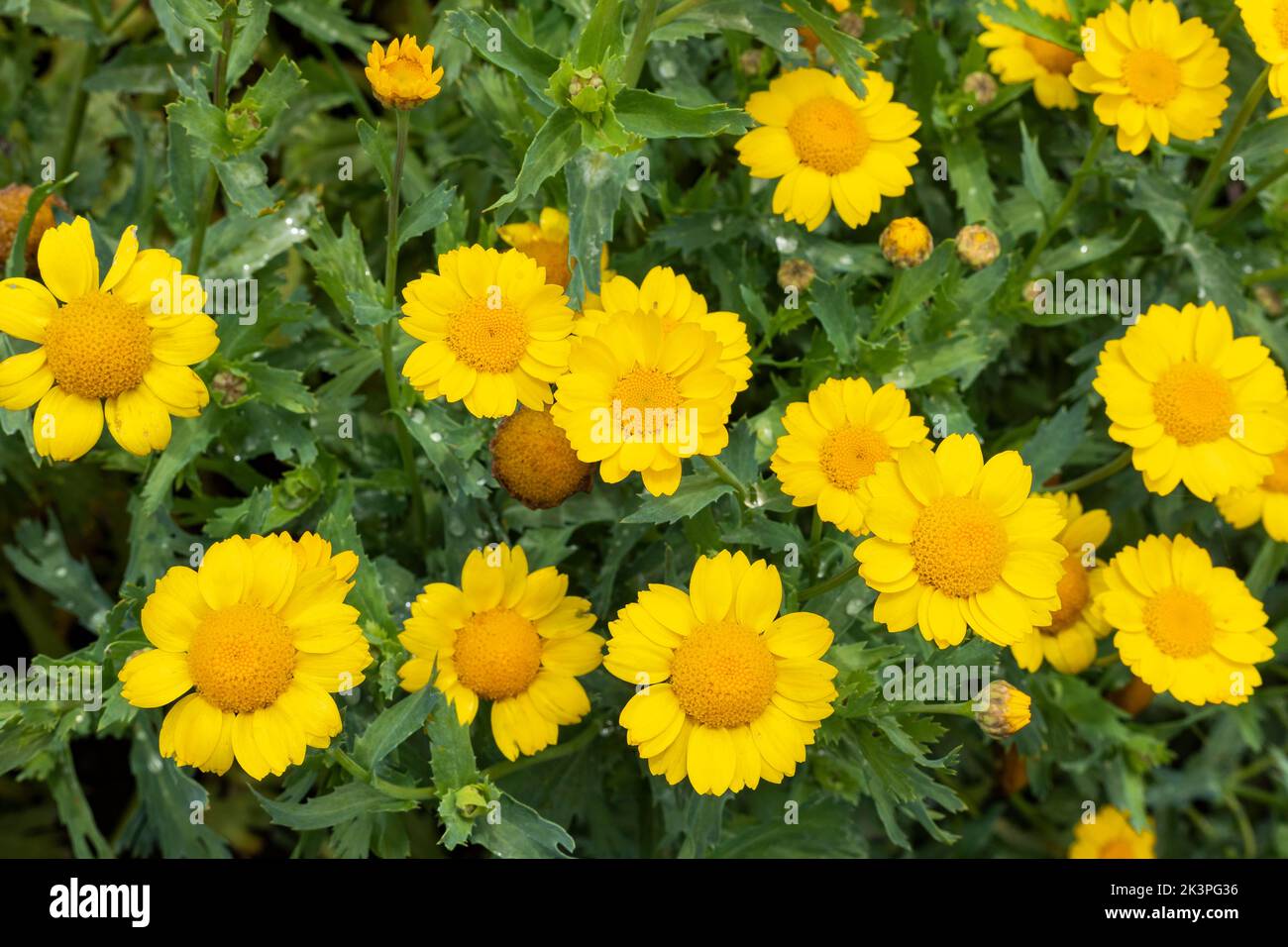 Corn Marigold (Glebionis segetum) blooming in the fields of Colombia ...