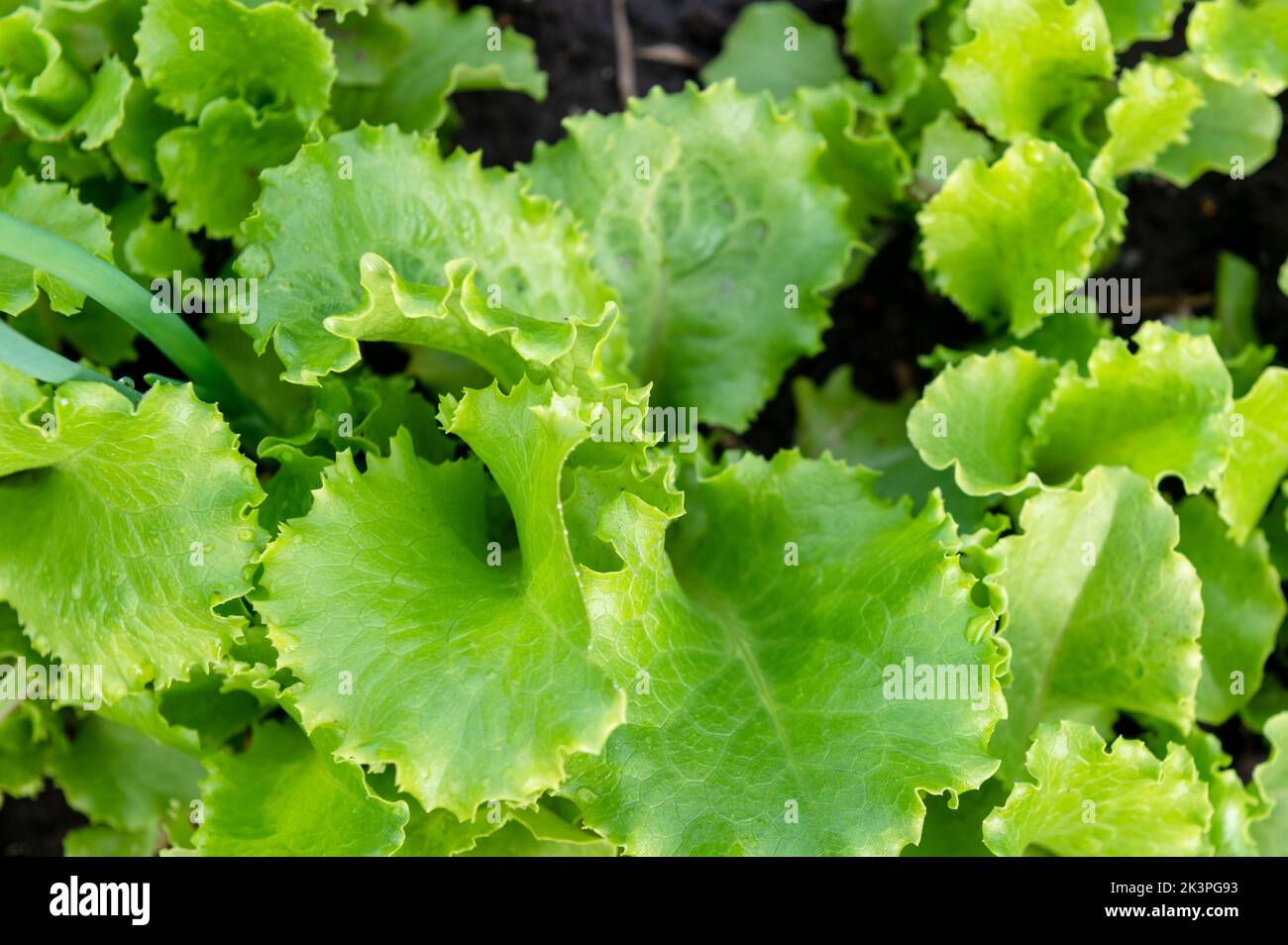 Lettuce leaves in the garden. Fresh lettuce leaves. Gardening banner ...