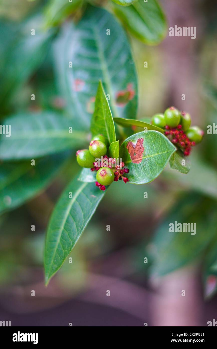 Rauvolfia tetraphylla hi-res stock photography and images - Alamy