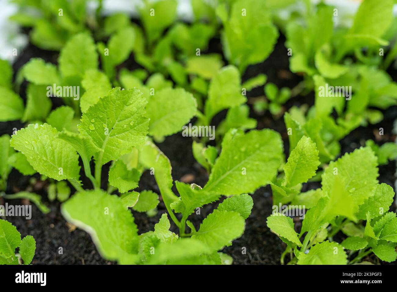 young plants growing up, green leaves, farming Stock Photo - Alamy