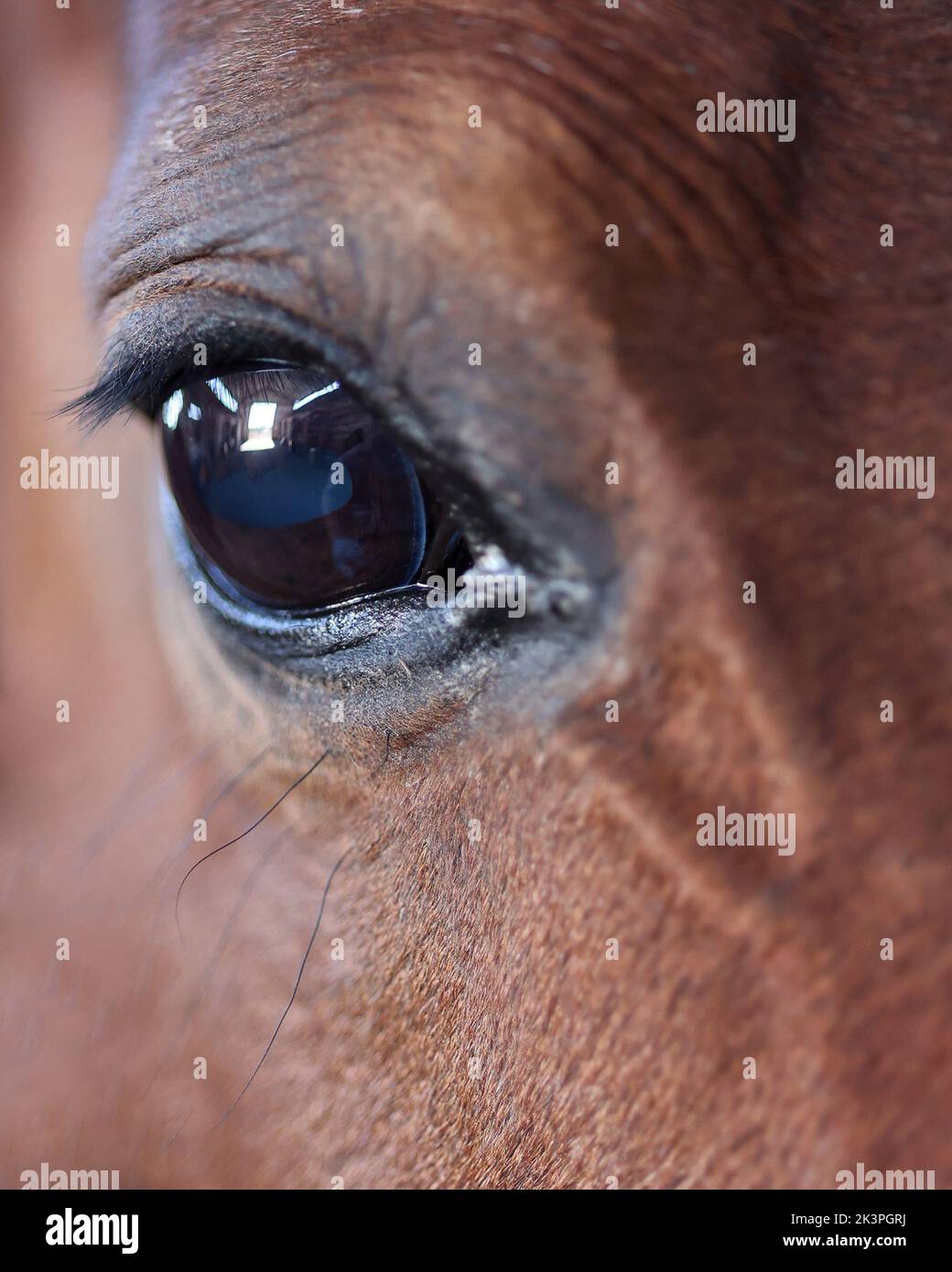 Eye tear arabian hi-res stock photography and images - Alamy