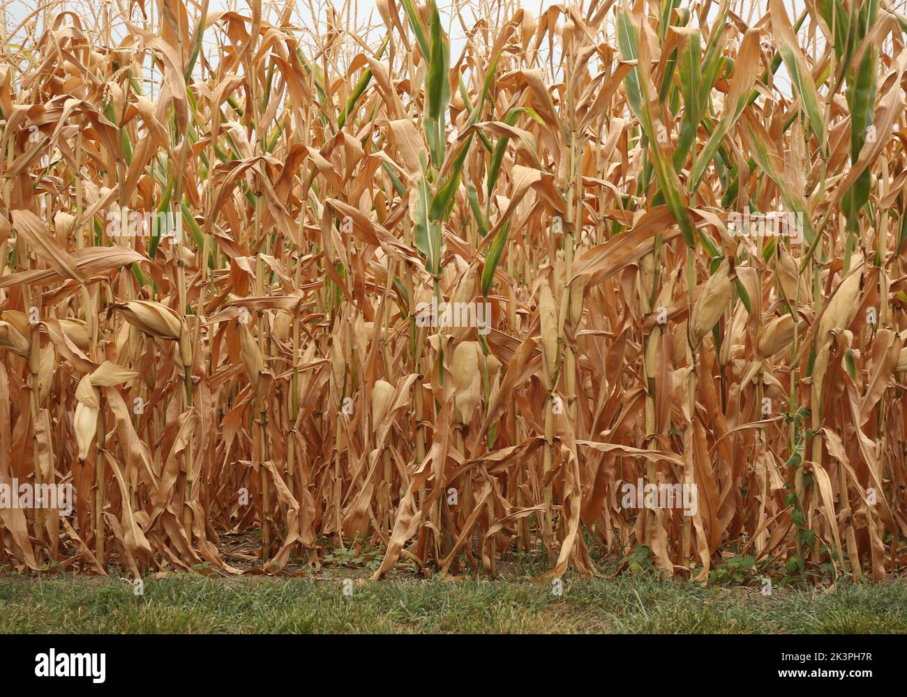 A rotting crop of corn on a field after a drought Stock Photo - Alamy
