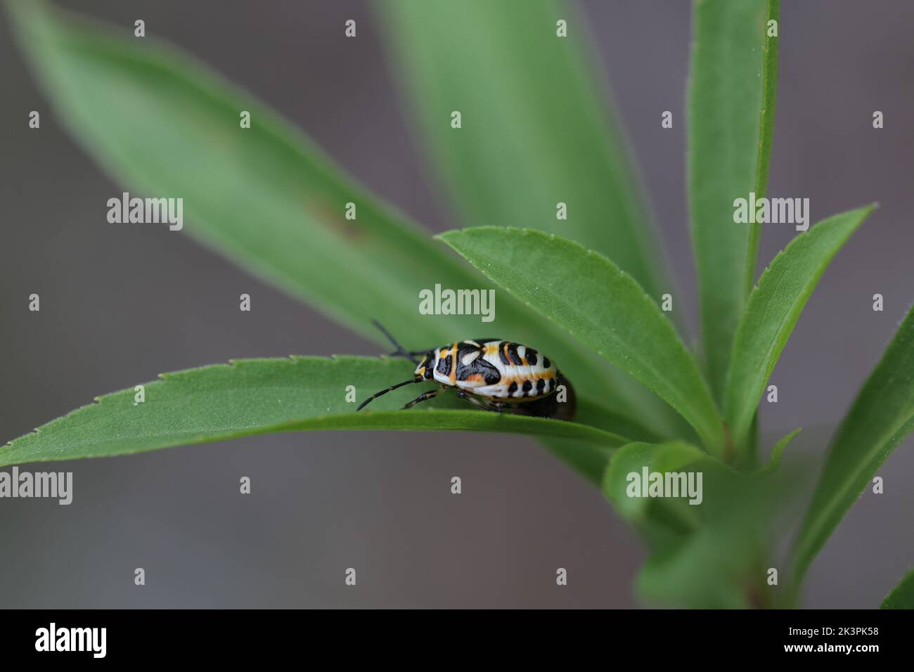 Larvae orange and black hi-res stock photography and images - Alamy