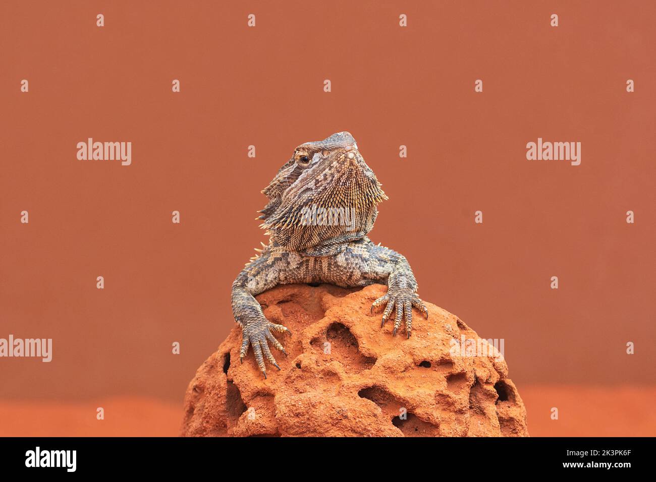 Central Bearded Dragon (Pogona vitticeps) is a species of agamid lizard ...