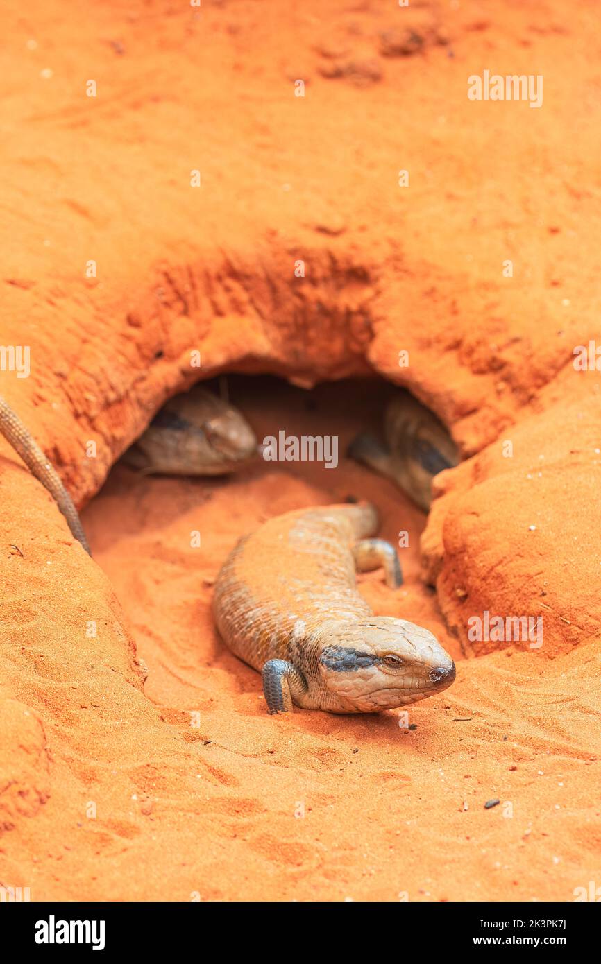 Centralian Blue-tongued Lizard or Centralian Blue-tongued Skink ...