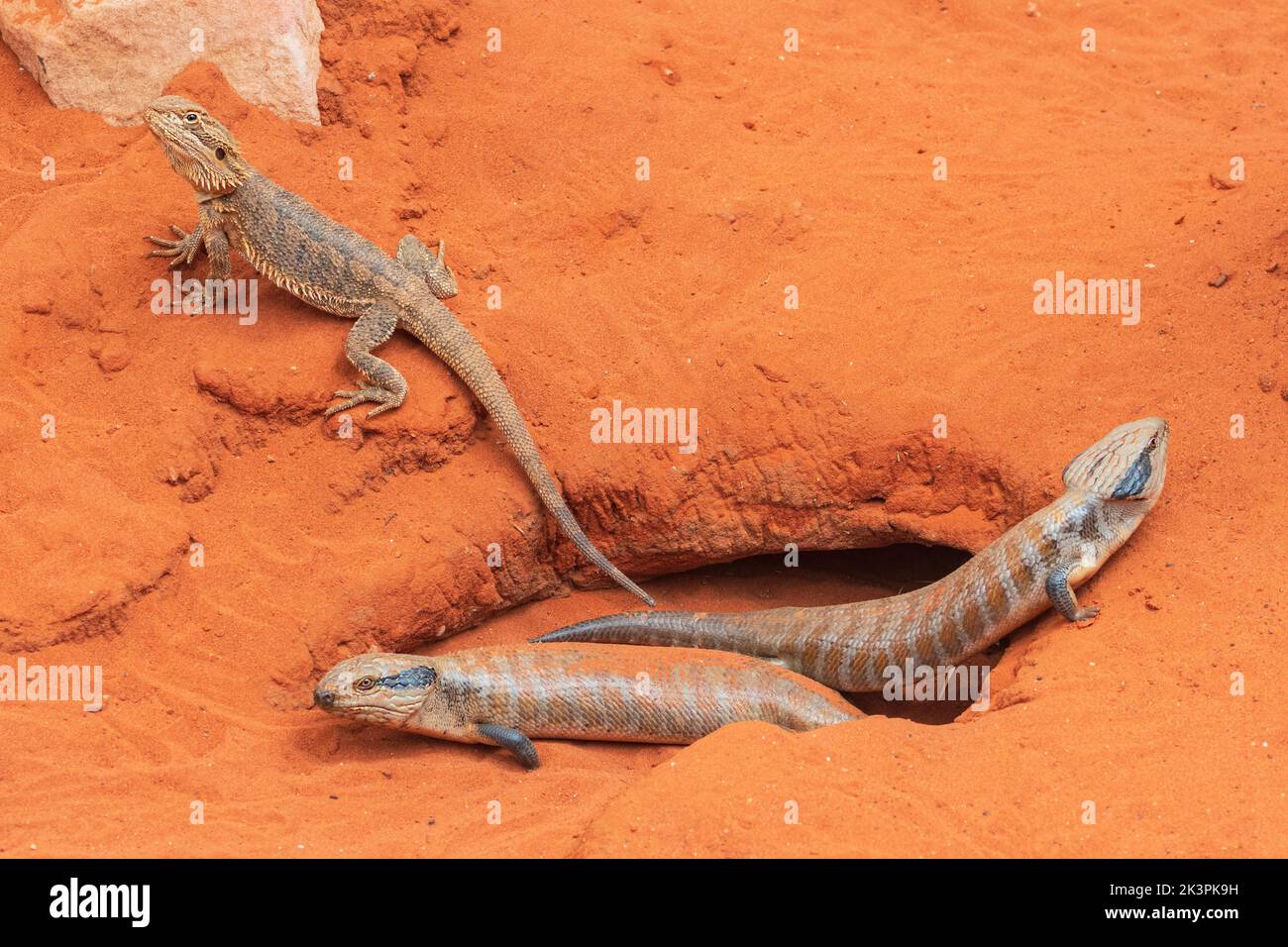 Centralian Blue-tongued Skinks (Tiliqua multifasciata) and a Central ...