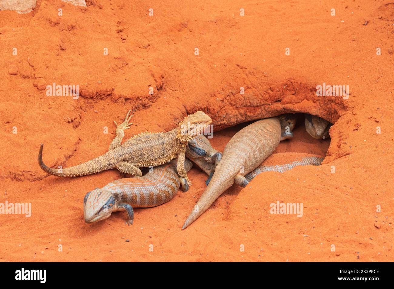 Centralian Blue-tongued Skinks (Tiliqua multifasciata) and a Central ...