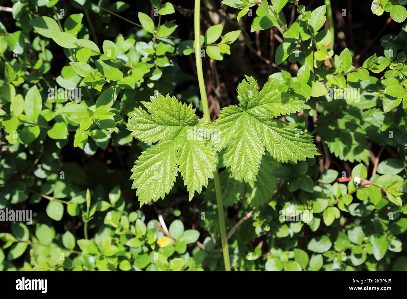 Leaves of wild hop plant growing in a hedge alongside The Street ...