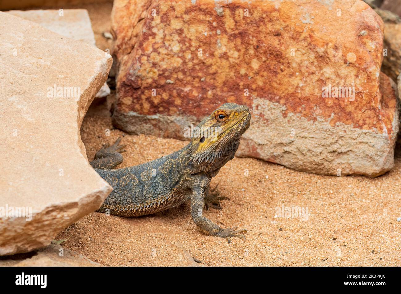 Australian reptiles hi-res stock photography and images - Alamy