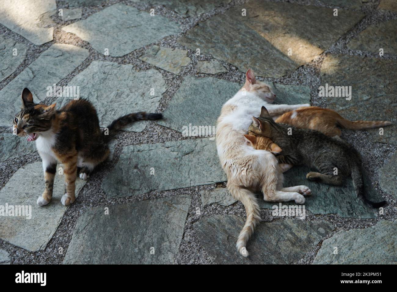 feline family resting together on the stone floor Stock Photo - Alamy