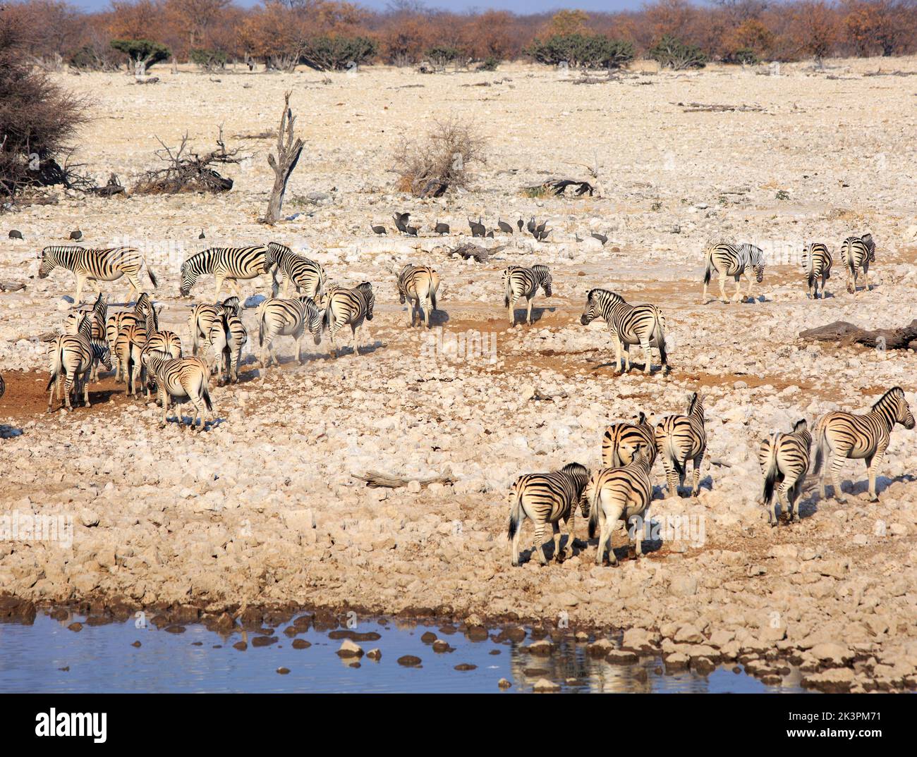 Herd of Plains zebras walking away from a waterhole, with a flock of ...