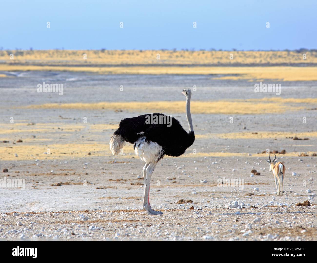 Ostrich in the nature hi-res stock photography and images - Alamy