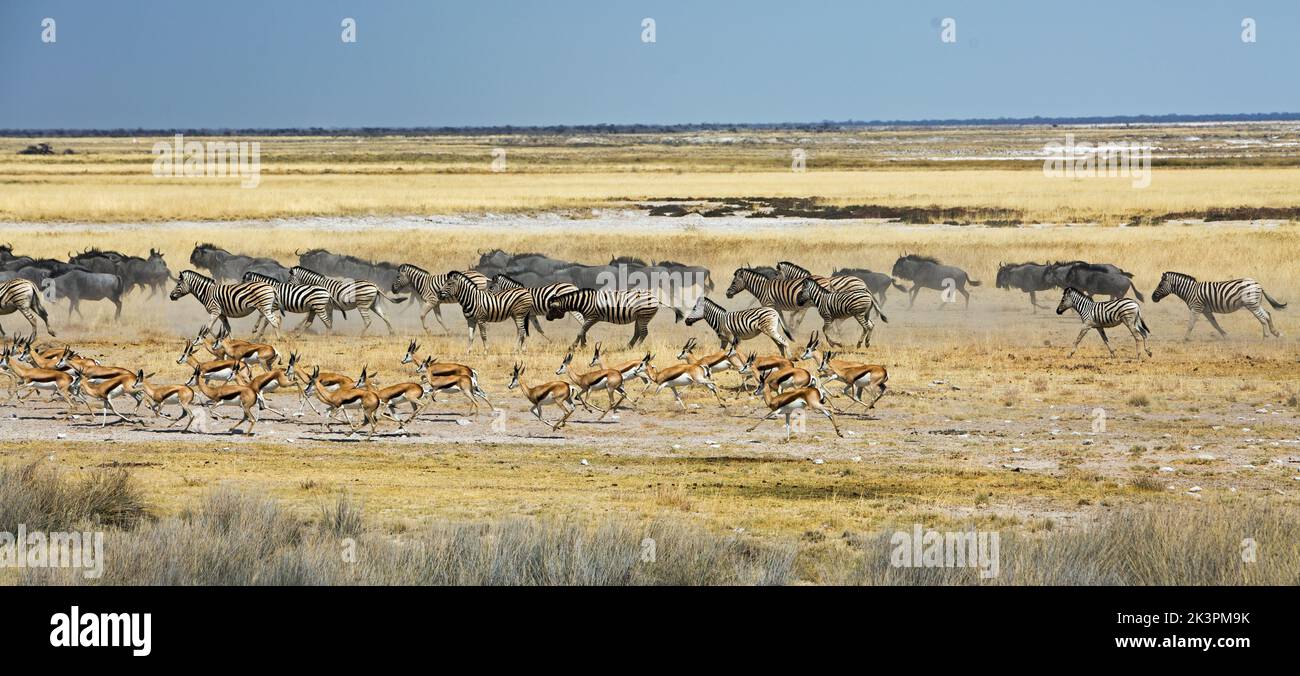 Large group of Zebra, Wildebeest and Springbok running across the open ...