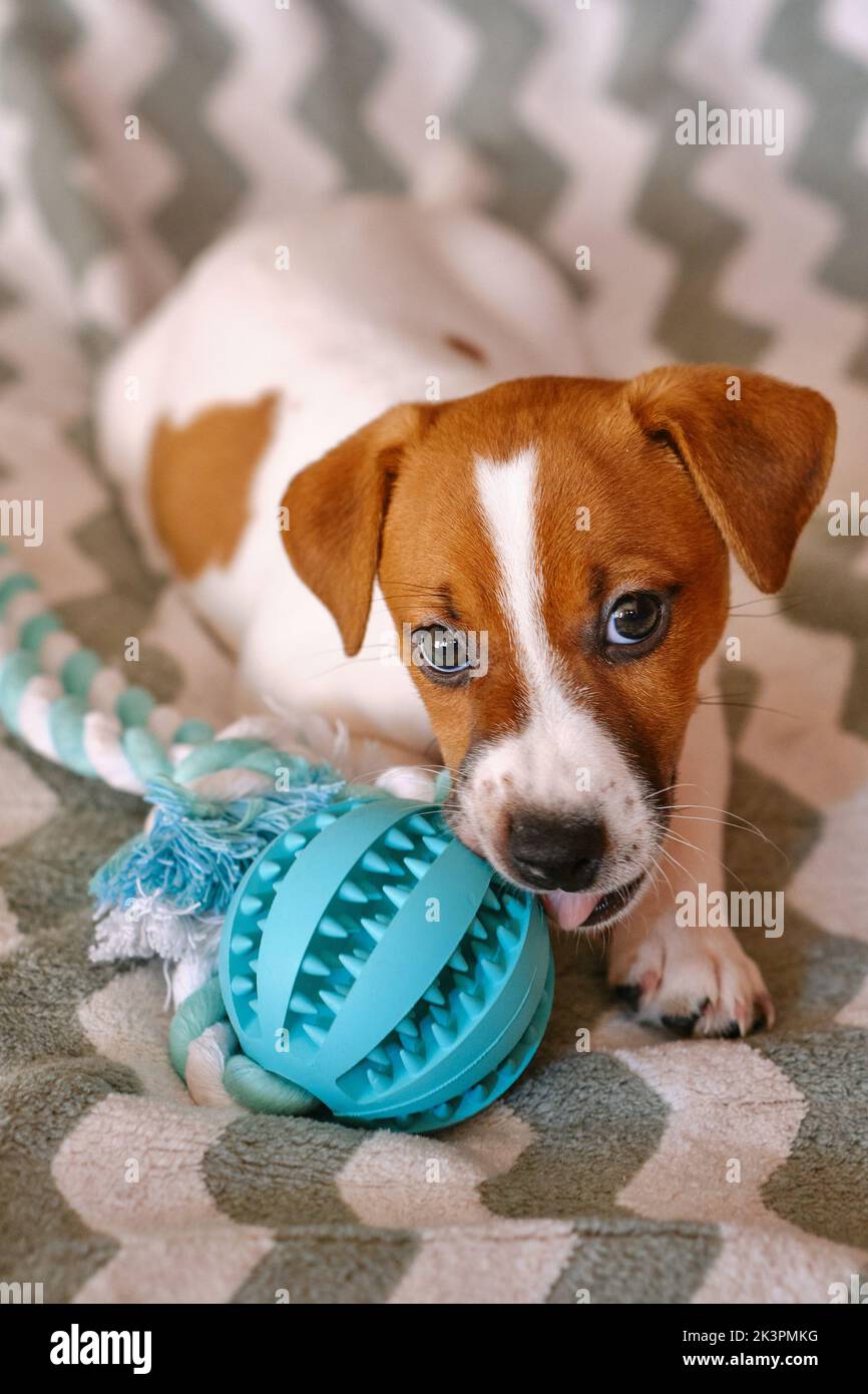 Little Jack Russell Terrier puppy playing with toy Stock Photo - Alamy