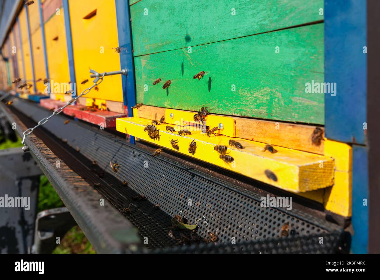 Colorful apiary, bee hives, on the sunny summer day Stock Photo - Alamy