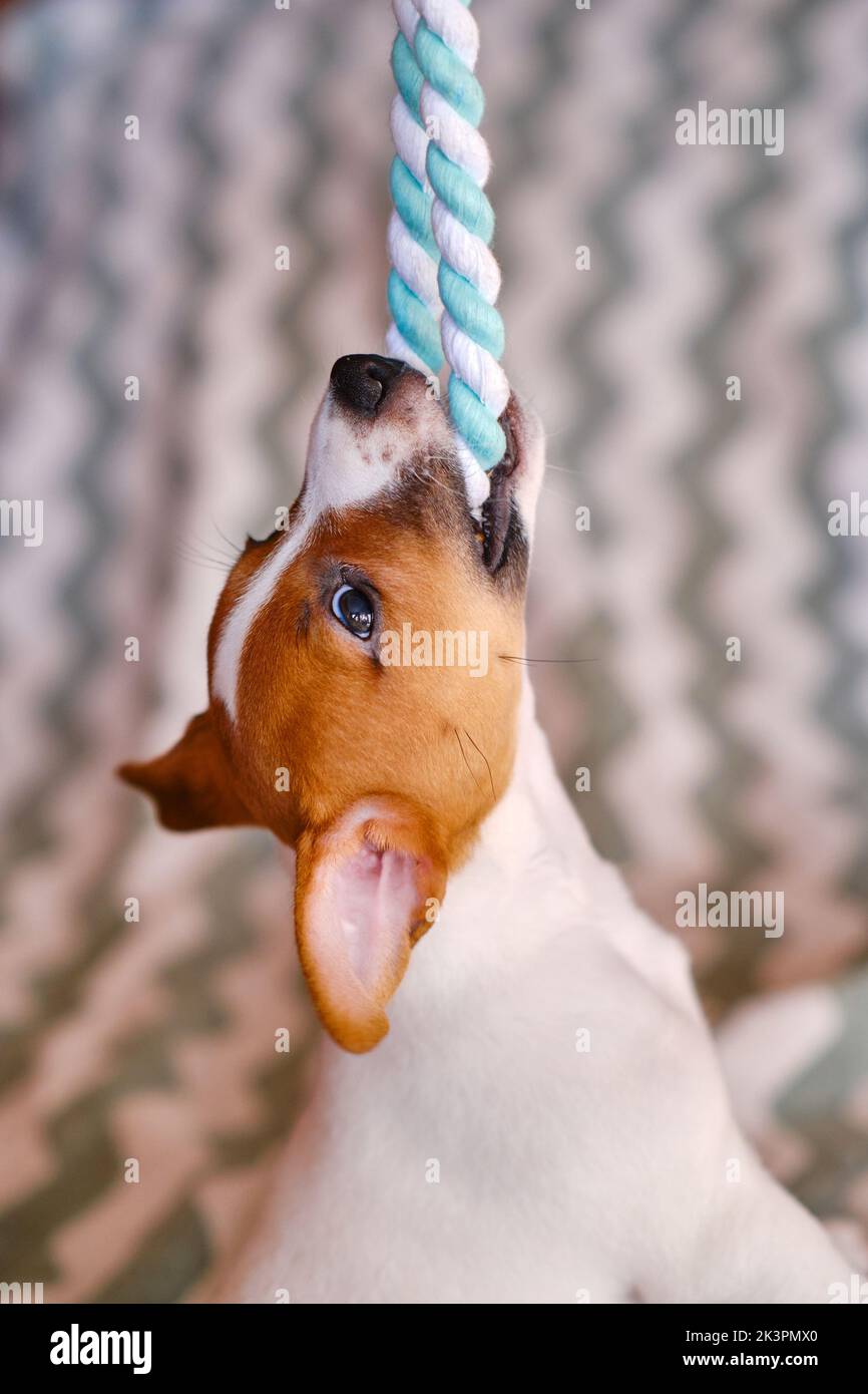 puppy pulls chewing colourful toy cotton rope Stock Photo - Alamy