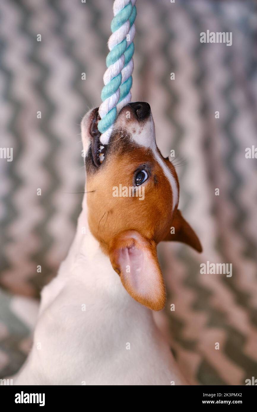puppy pulls chewing colourful toy cotton rope Stock Photo - Alamy