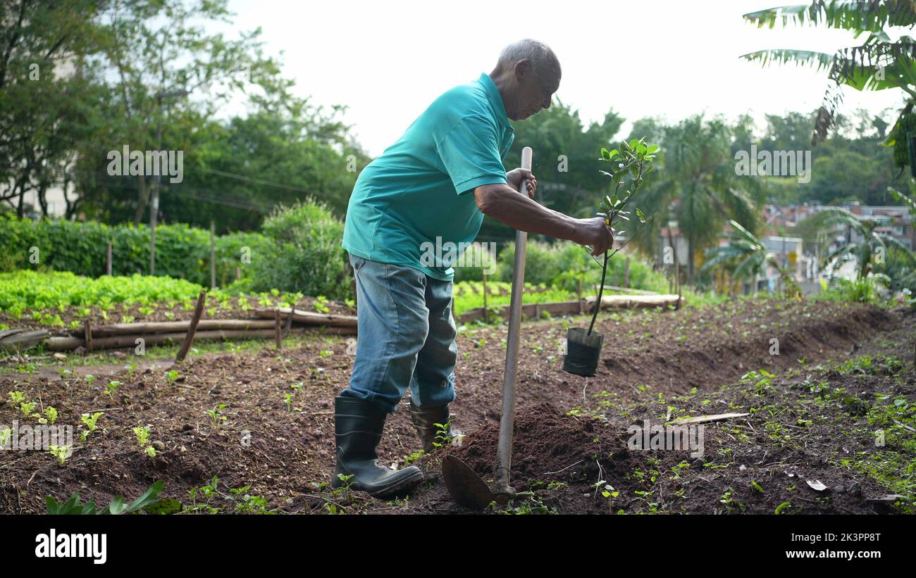 One senior man planting a tree. Person seedling the earth with new ...